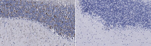 Anti-VGluT2 Antibody | AB2251-I